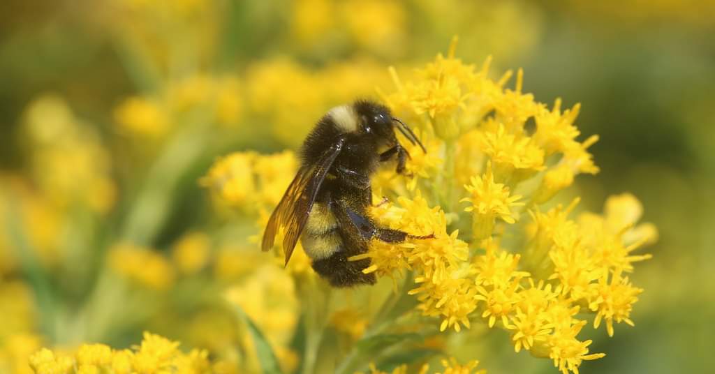 Living Earth Council – The Living Earth Council promotes and initiates ...